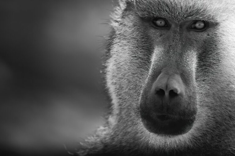 10 Fascinating Baboon Facts You Need to Know