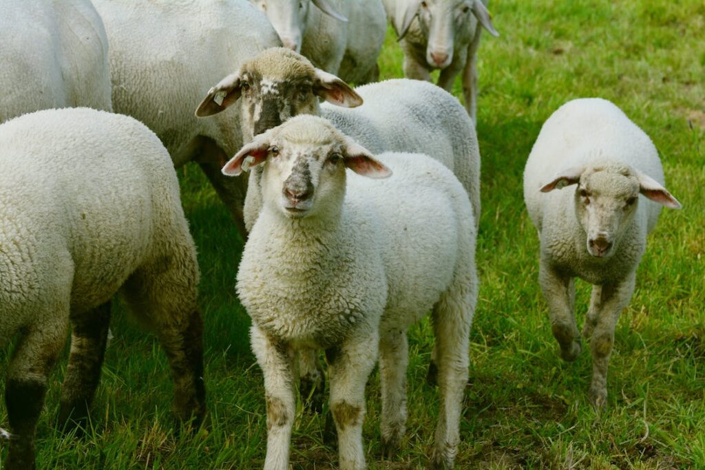 10 Fascinating Sheep Facts You Need to Know