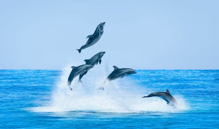 Exploring the Fascinating Habitat of Dolphins: A Delightful Underwater ...