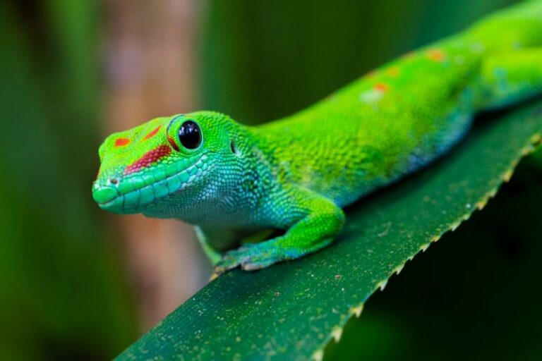 The Cutest Geckos: A Guide to Adorable Pet Reptiles