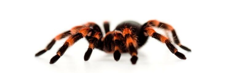 All About the Mexican Redknee Tarantula: Facts, Care, and Facts