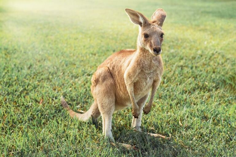 Kangaroo Reproduction: A Comprehensive Guide to Mating, Birth, and Joey Growth