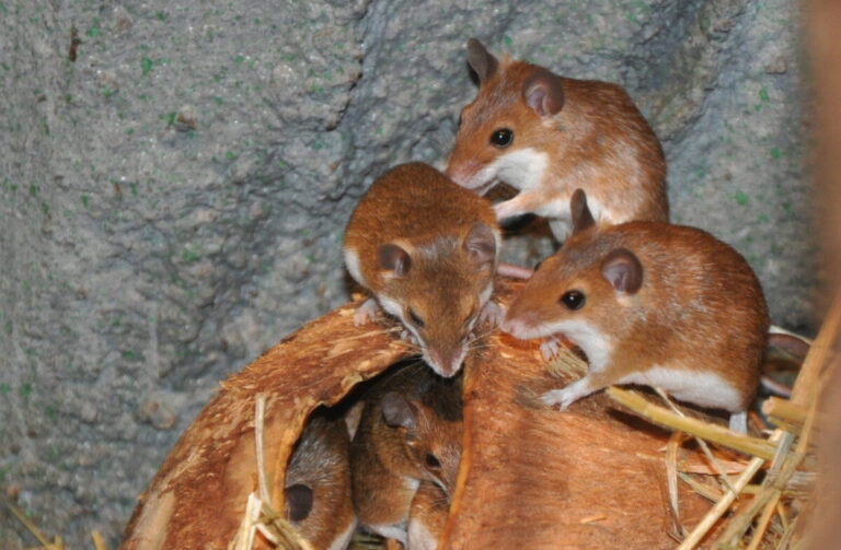 African pygmy mouse - Interesting Animals