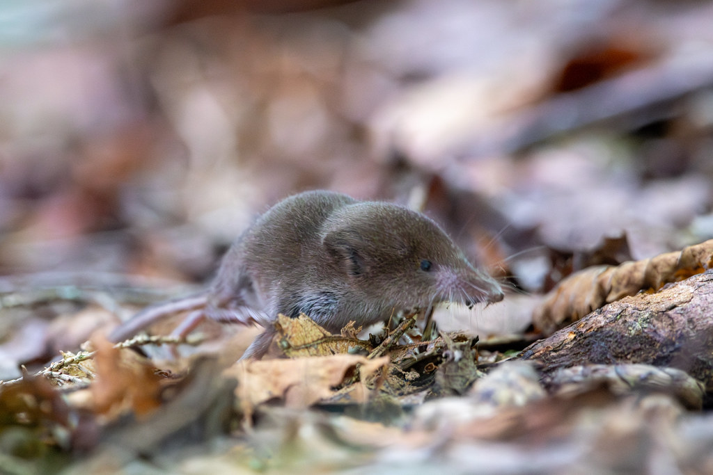 American pygmy shrew - Interesting Animals