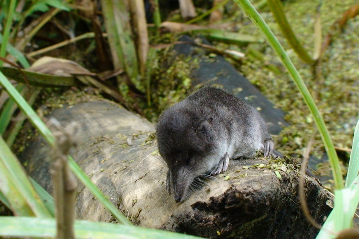 American water shrew - Interesting Animals