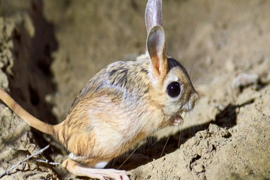 Baluchistan Pygmy Jerboa - Interesting Animals