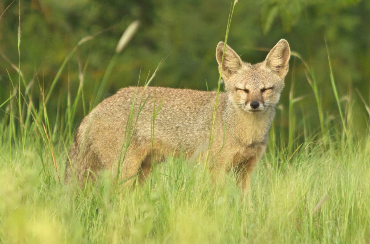 Bengal Fox Facts, Habitat, and Pictures | Interesting Animals