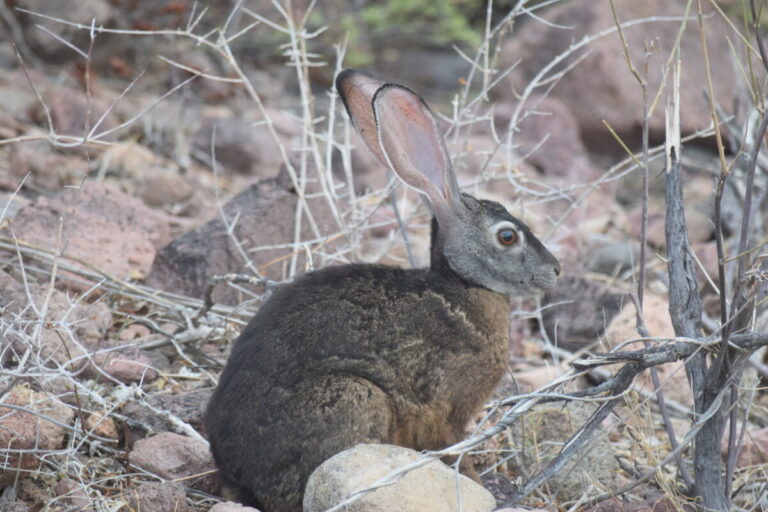 Black Jackrabbit (Lepus insularis) - Interesting Animals