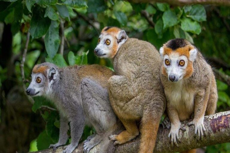 Crowned Lemur - Interesting Animals