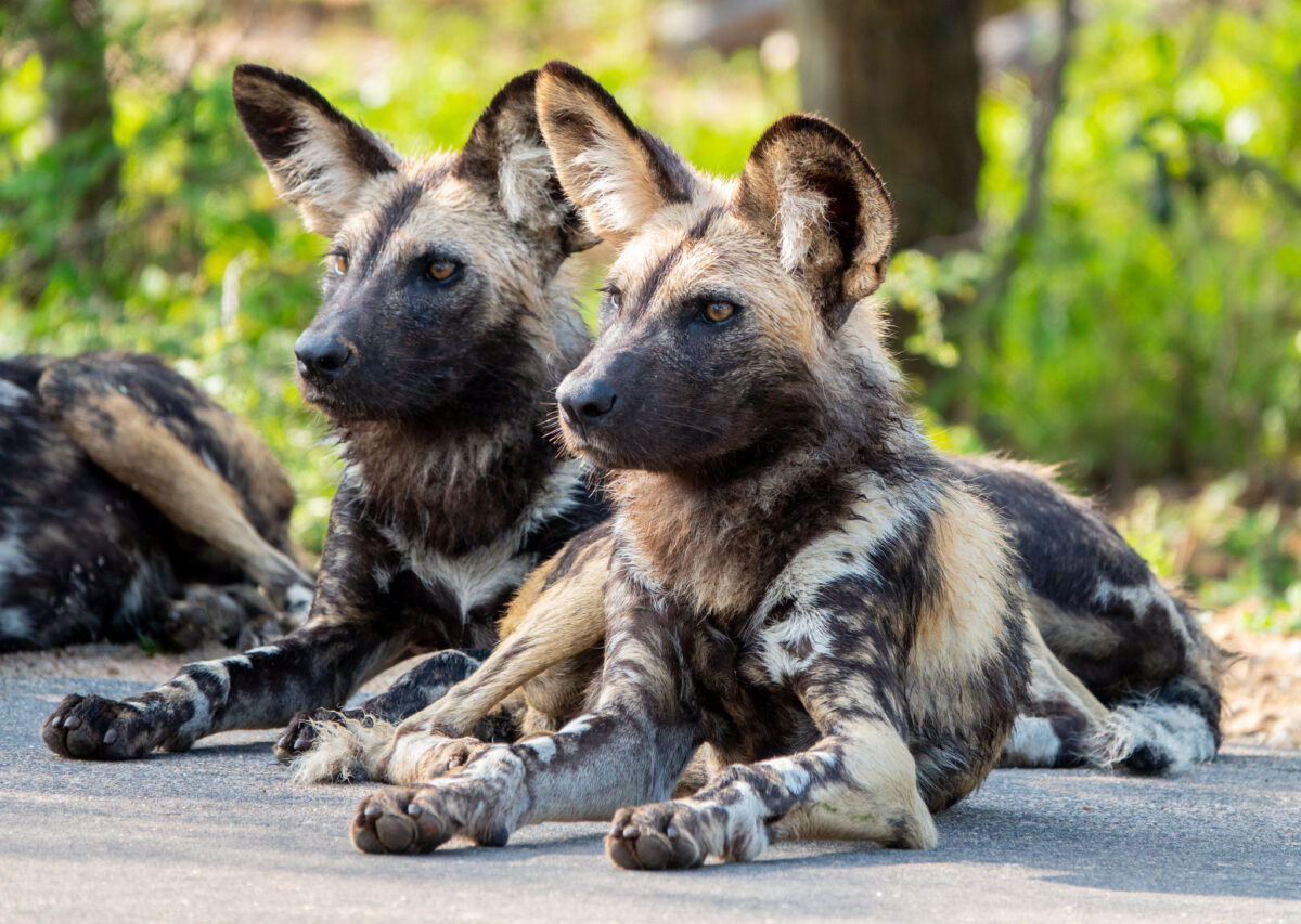 East African Wild Dog (Lycaon pictus lupinus) - Interesting Animals