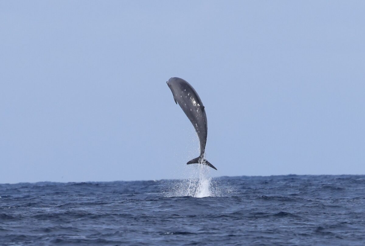 Ginkgo-Toothed Beaked Whale (Mesoplodon ginkgodens) - Interesting Animals
