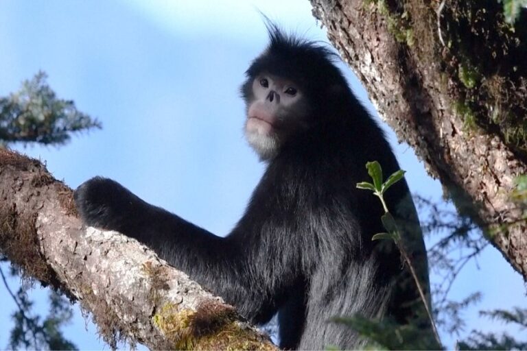 Myanmar Snub-Nosed Monkey Facts, Habitat, and Pictures | Interesting ...
