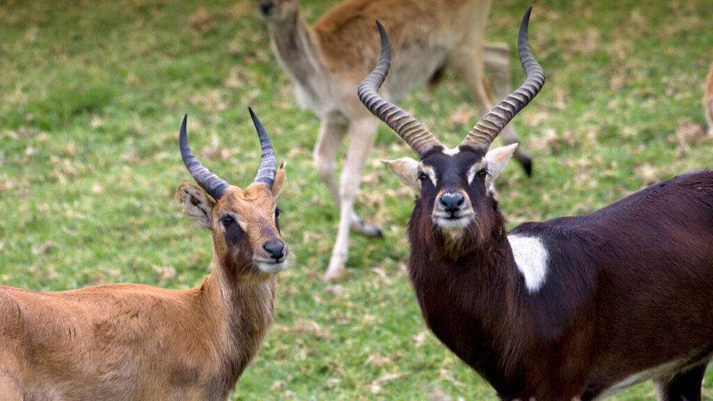 Nile Lechwe (Kobus megaceros) Facts, Habitat, and Pictures ...
