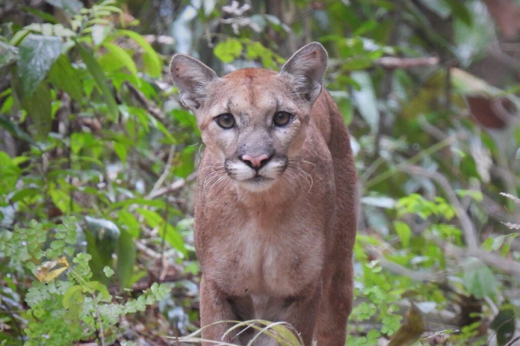 North American Cougar Facts, Habitat, and Pictures | Interesting Animals