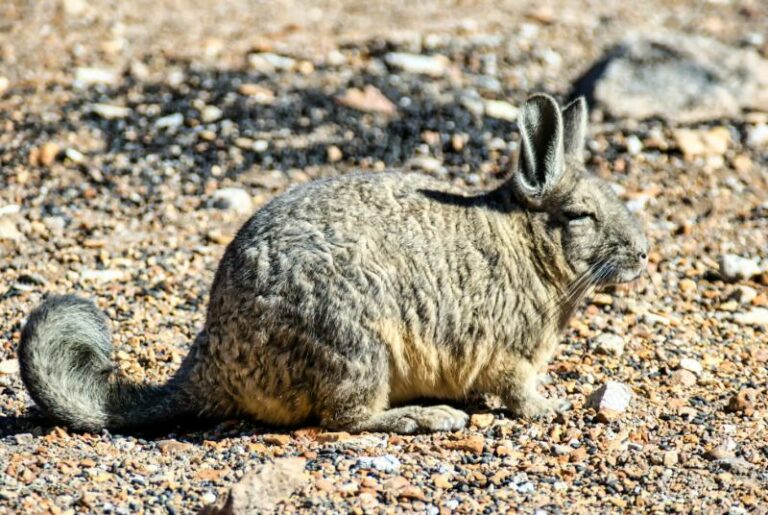 Northern Viscacha (Lagidium peruanum) - Interesting Animals