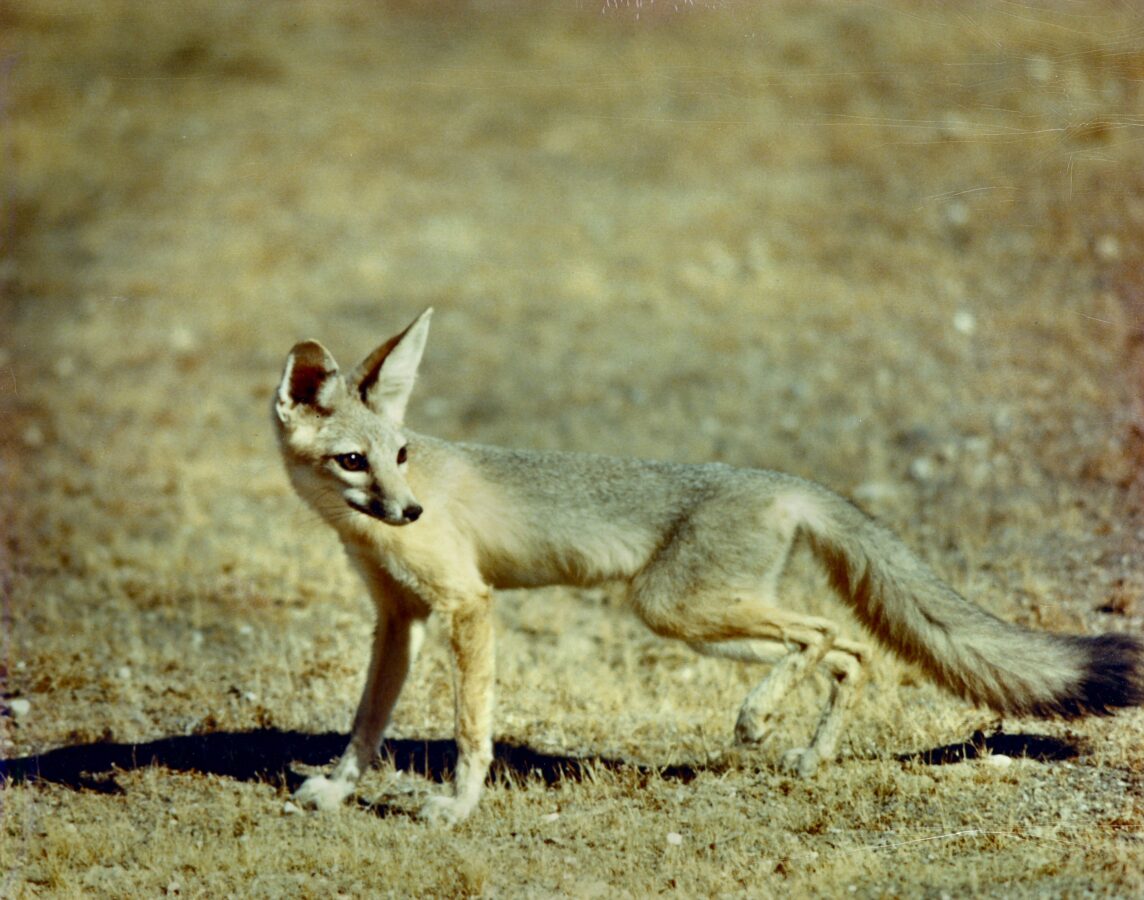 Pale Fox Facts, Habitat, and Pictures | Interesting Animals