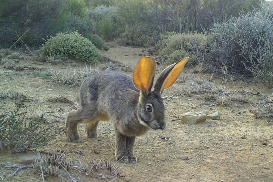 Riverine Rabbit - Interesting Animals