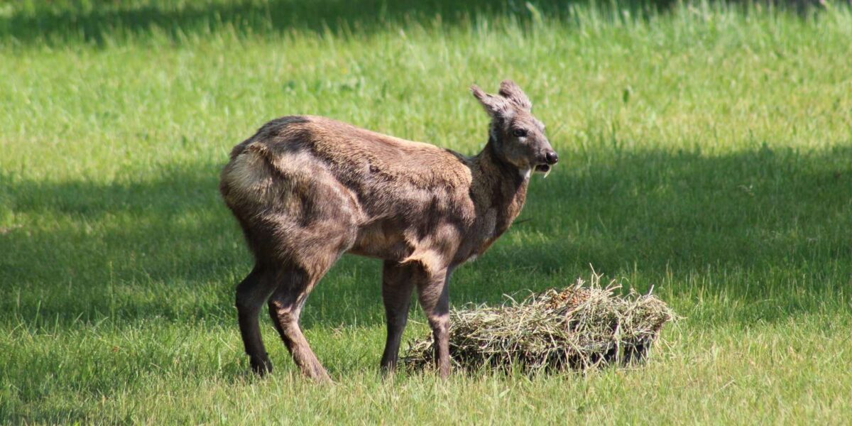 Siberian Musk Deer - Interesting Animals