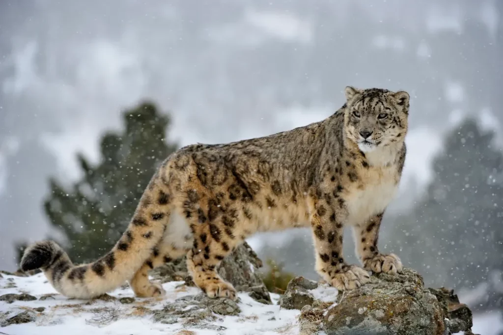 Snow Leopard - Interesting Animals