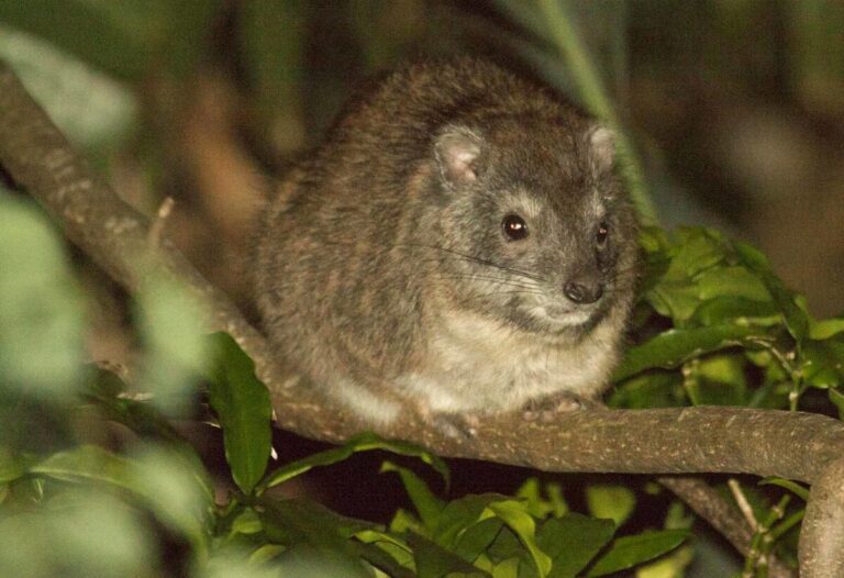 Southern Tree Hyrax (Dendrohyrax arboreus) - Interesting Animals