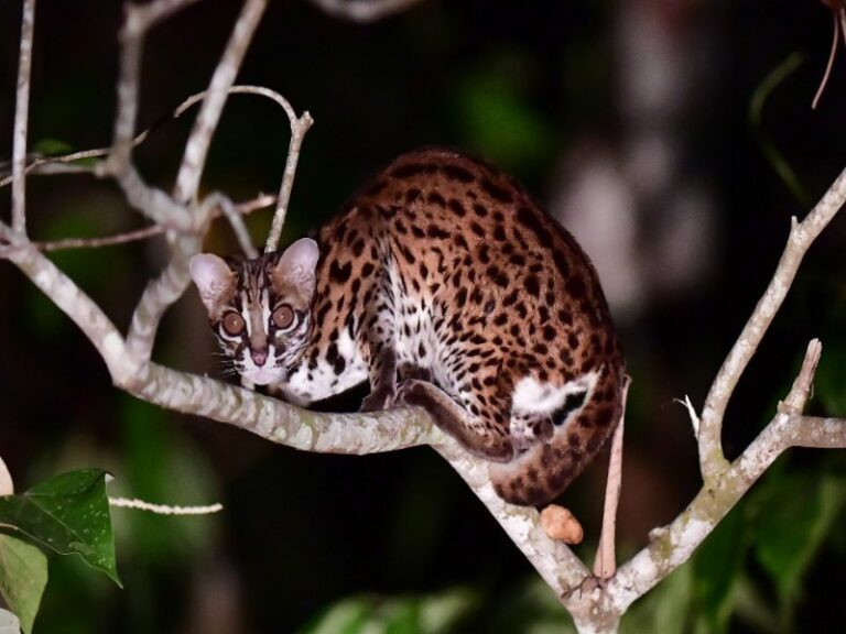 Visayan Leopard Cat - Interesting Animals