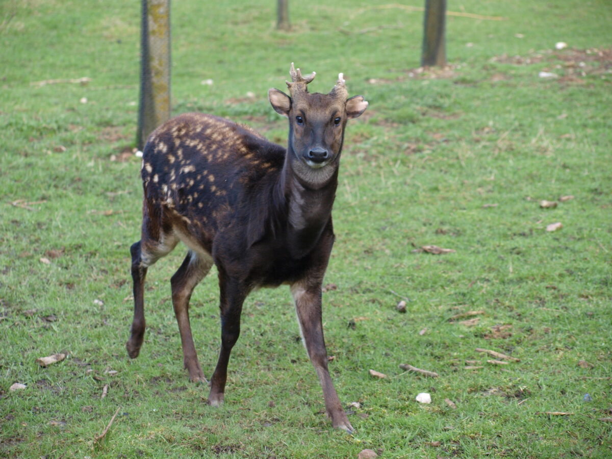 Visayan Spotted Deer - Interesting Animals