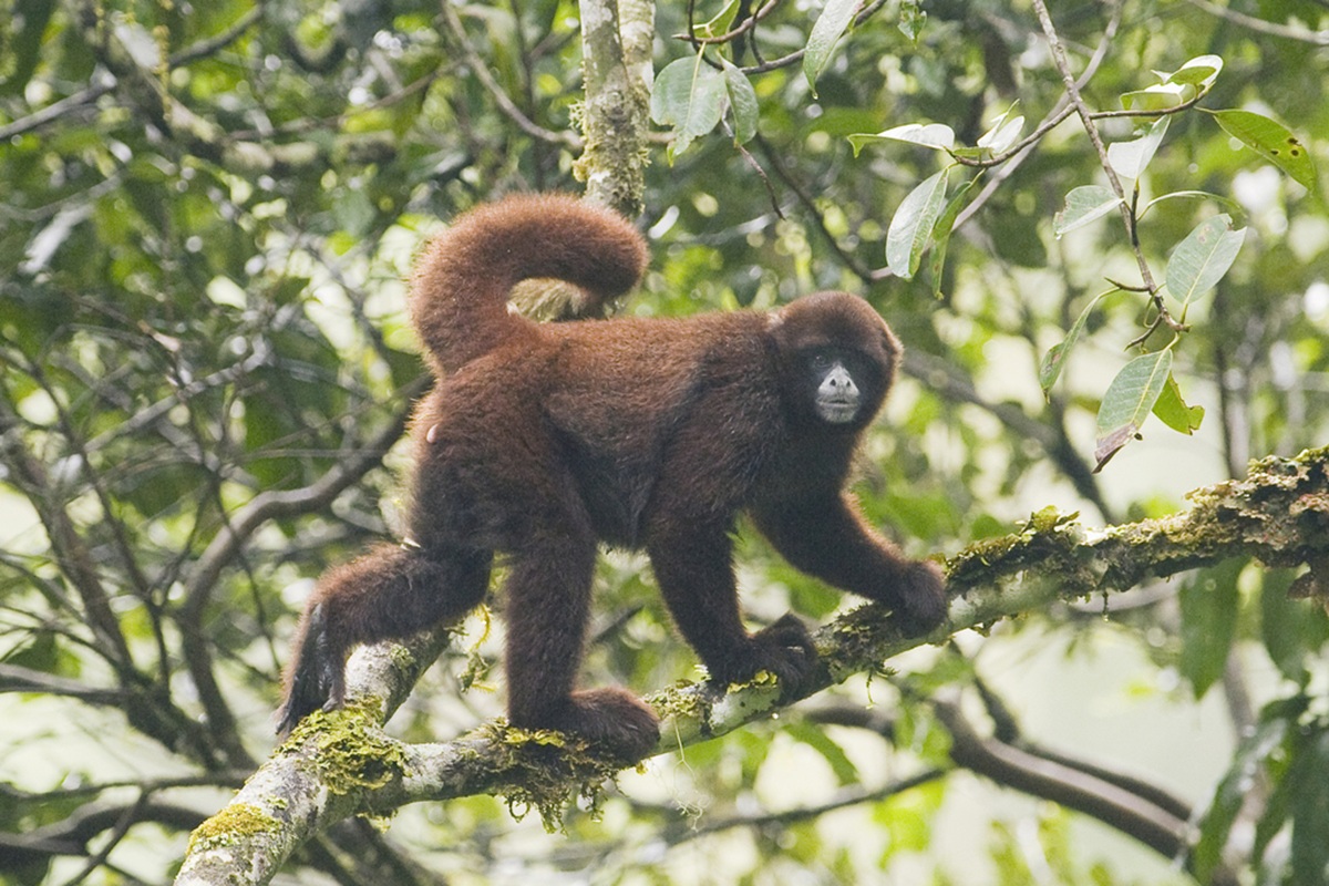 Yellow-Tailed Woolly Monkey Facts, Habitat, and Pictures | Interesting ...