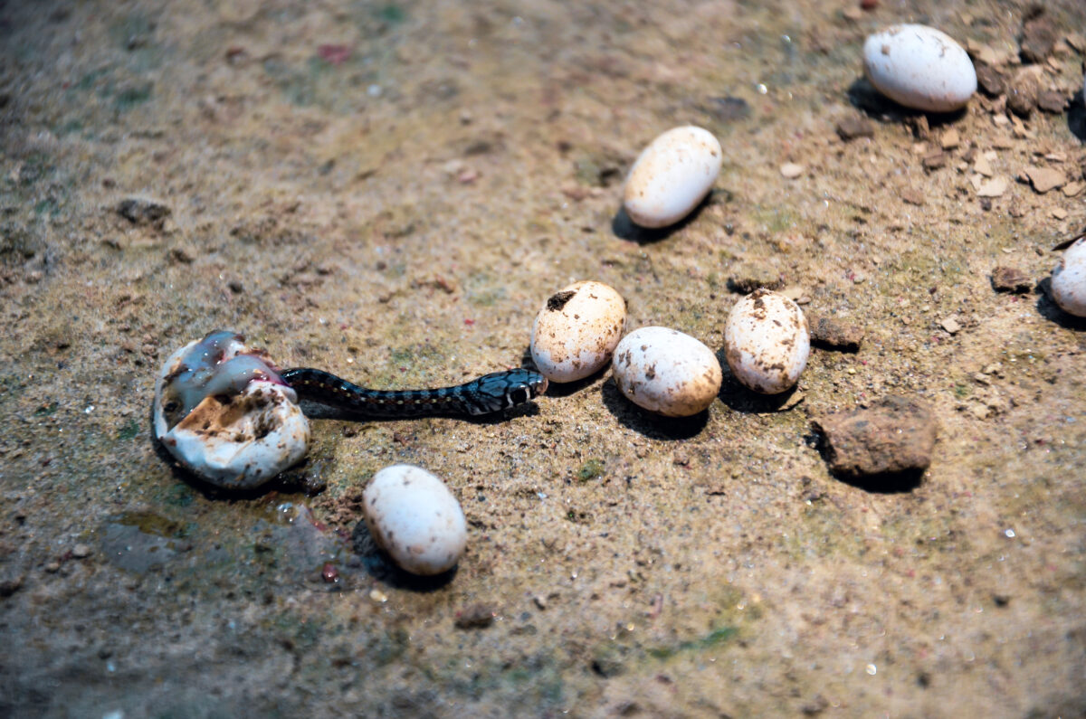 How Many Eggs Does a Snake Lay? A Guide to Snake Reproduction