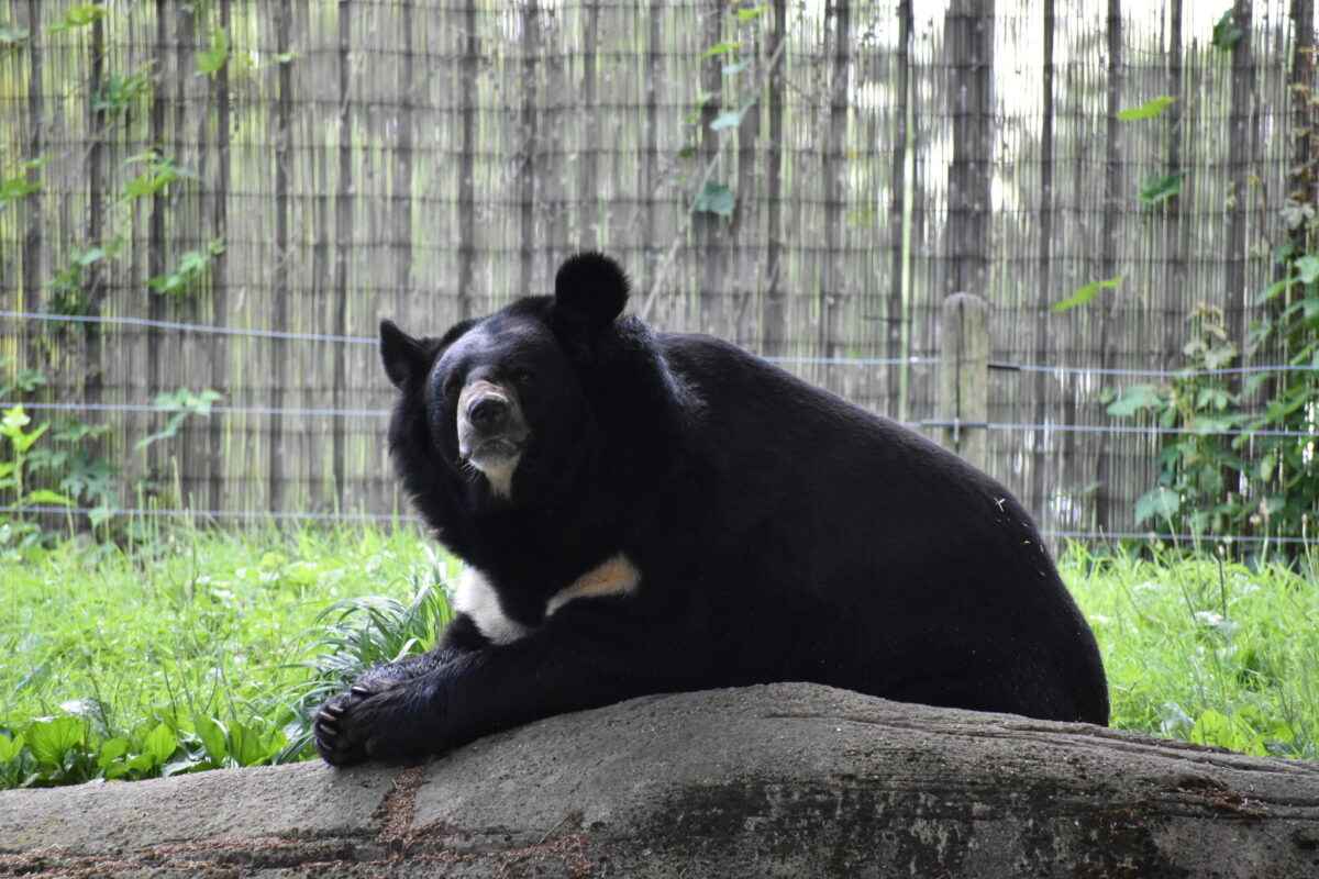 Japanese black bear Facts, Habitat, and Pictures | Interesting Animals