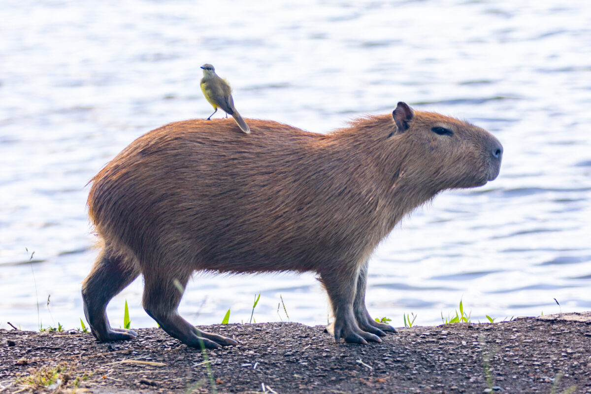 The Science Behind Capybaras' Chill: Exploring Their Relaxing Behavior