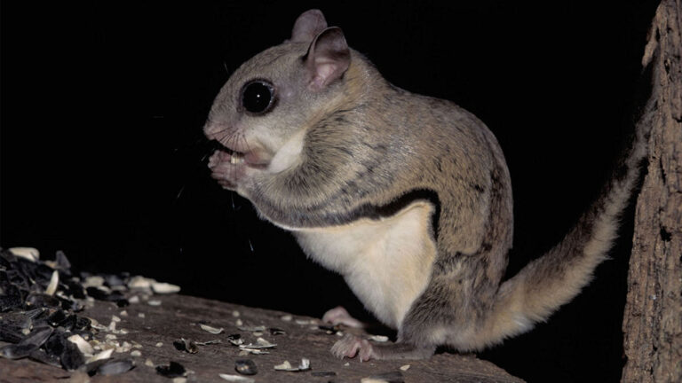 Southern Flying Squirrel Facts, Habitat, and Pictures | Interesting Animals